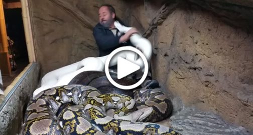 The Man Stepped Into A Cage Of Pythons, Is Shocked When The Snake Bites ...