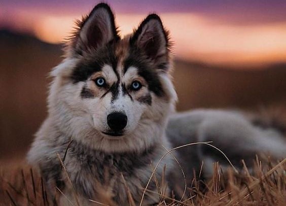 What does your dog breed say about you? - Vicious Kangaroo