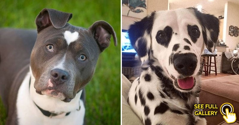 25 Adorable Animals Wearing A Heart On Their Furs - Vicious Kangaroo