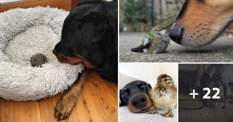 25 Wholesome Photos Of Adorable Animals Being Friends With Other ...