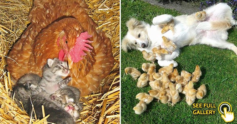 25 Animal Moms Who Adopted Babies From A Different Species - Vicious ...
