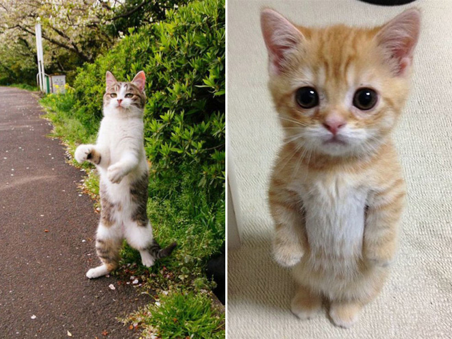 Cats Standing Up Will Make You Fall Down Laughing - Vicious Kangaroo