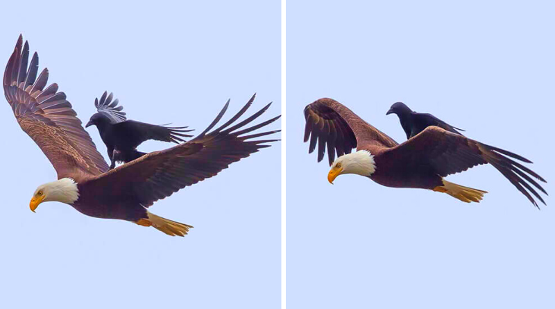 A free ride on the back of a flying bald eagle for the mischievous crow ...